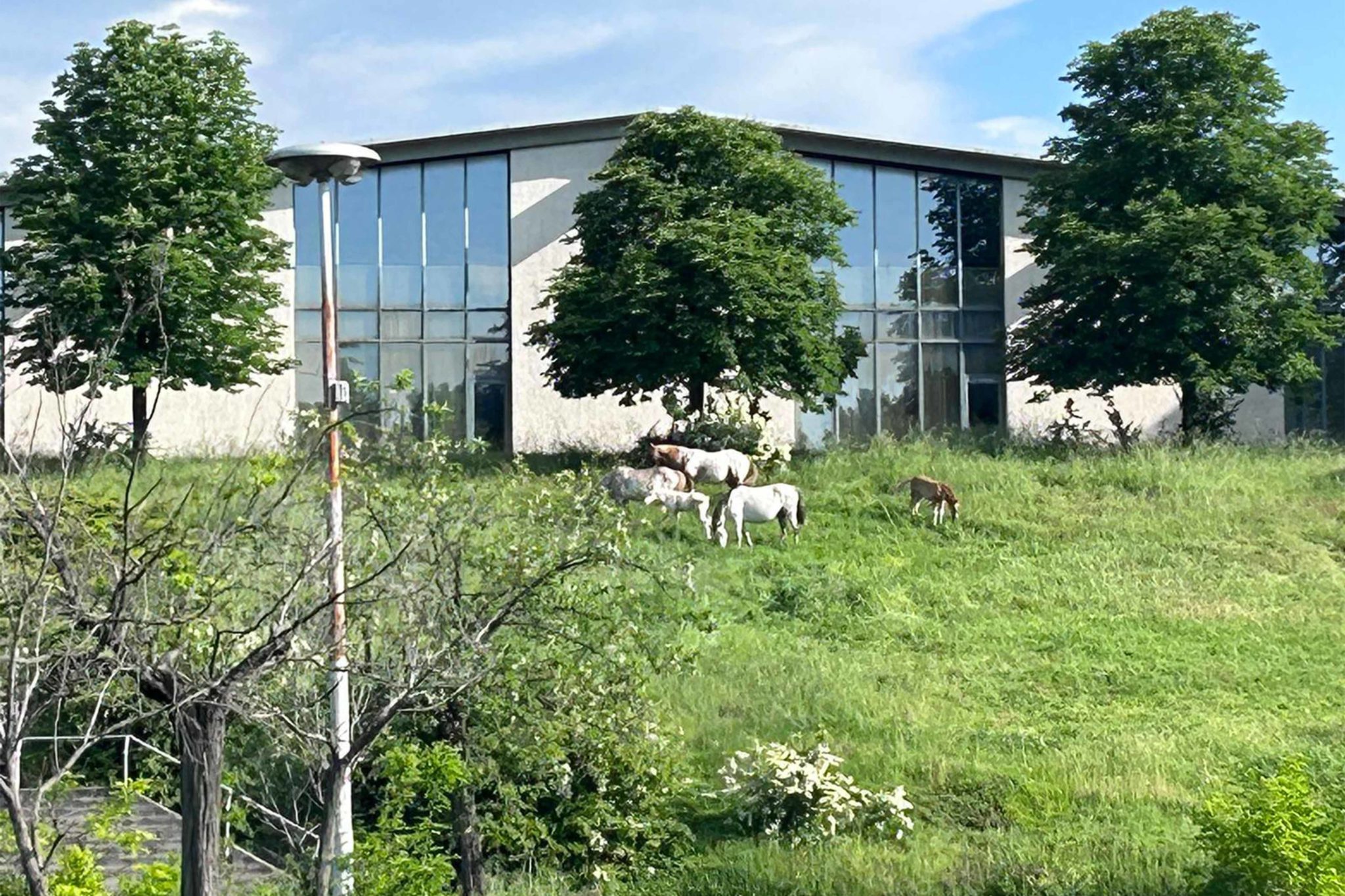 LA FOTO - Mucche e cavalli al pascolo all'ex Eems-Texas - Rieti Life