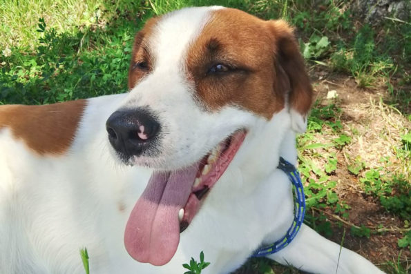 Coco cerca una nuova famiglia: chi lo adotta? - Rieti Life