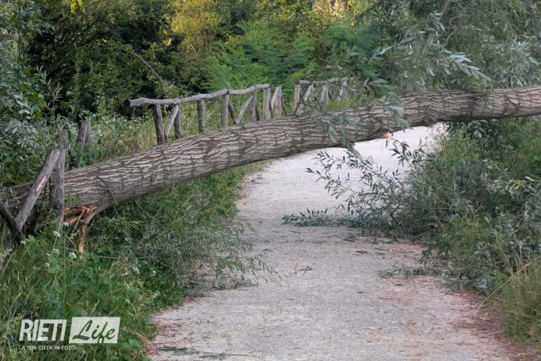 “Albero caduto sulla ciclabile, residenti segnalano degrado” - LA ...