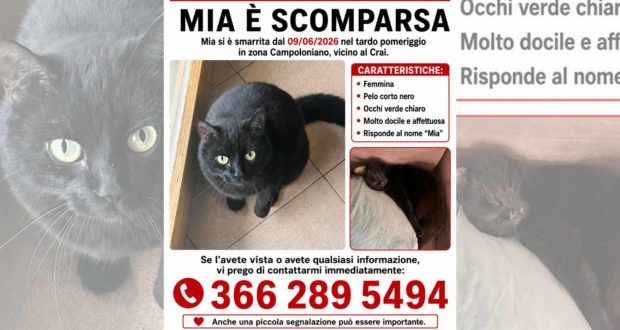 Campoloniano, apprensione per una gatta nera smarrita. L'appello della ...