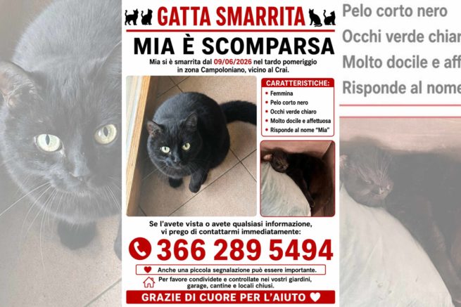 Campoloniano, apprensione per una gatta nera smarrita. L'appello della ...